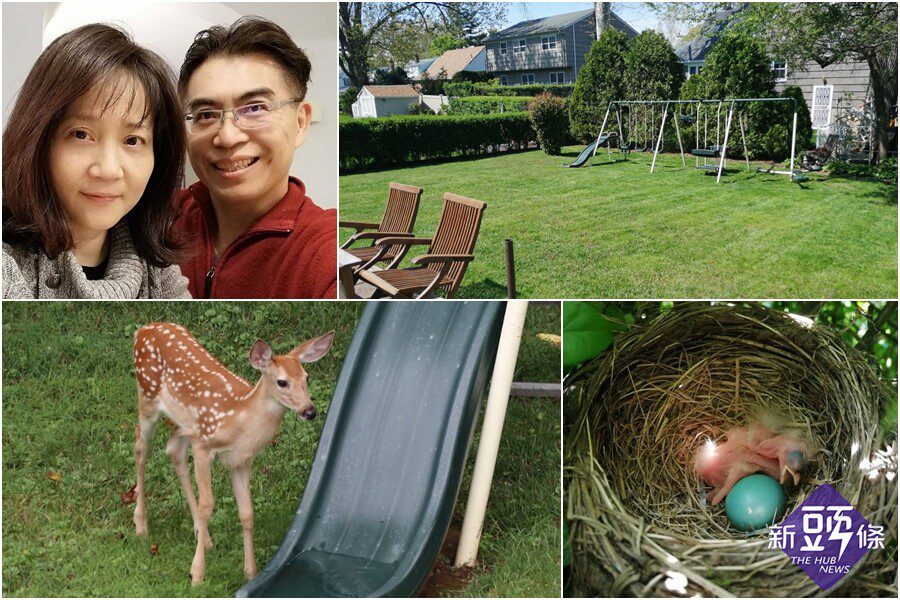 飛禽走獸跑到Vincent Lin的家後院，就像是個小型動物園。（圖∕Vincent Lin提供） | 新頭條-TheHubNews